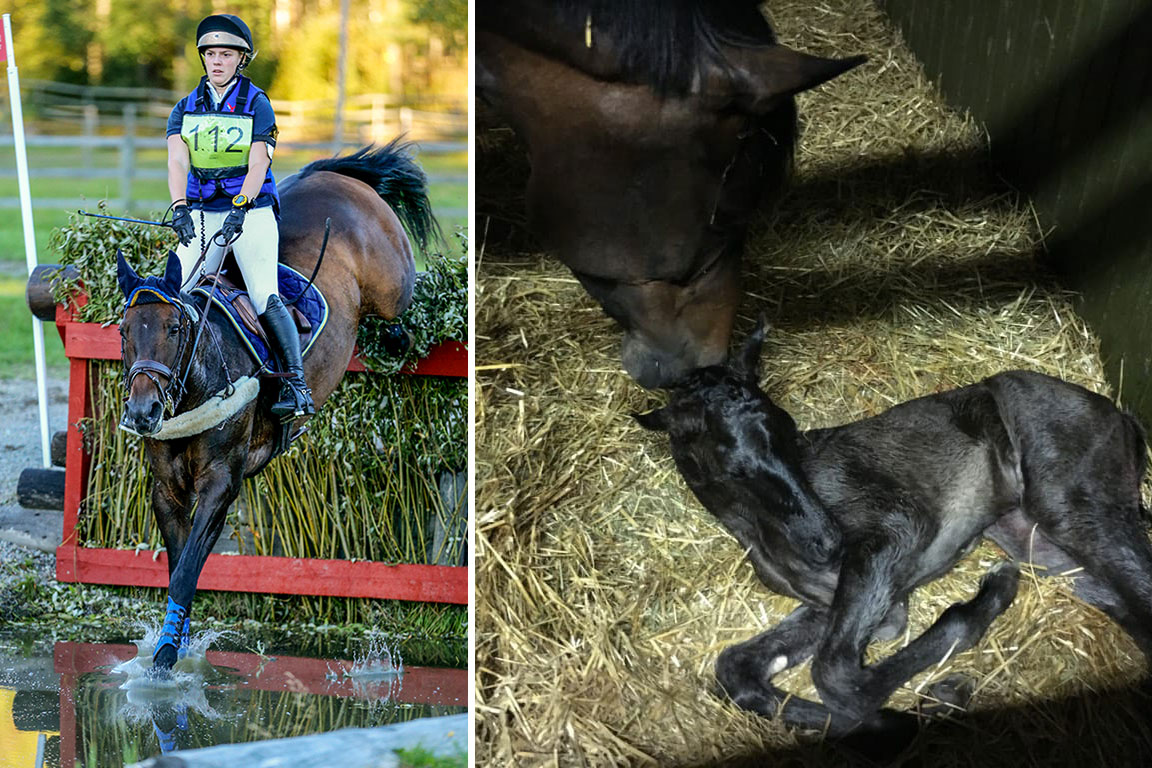 Herta har blivit mamma - Ridsport