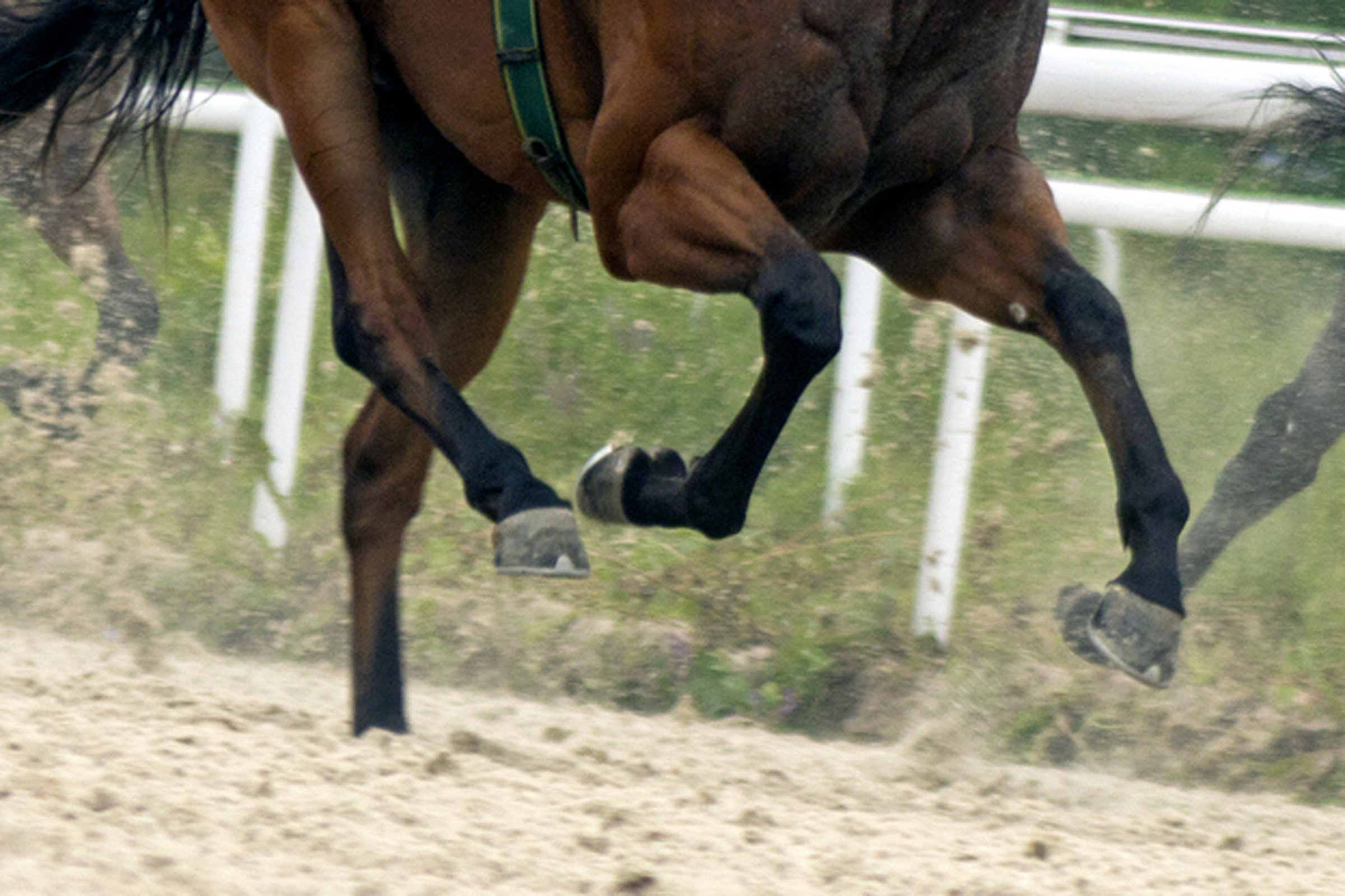 Två döms för djurplågeri efter att ha piskat häst - Ridsport