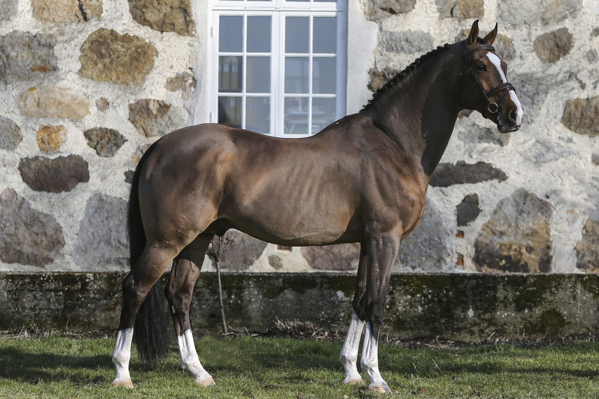 Lista: Heartbeat 1334 är årets Breeders Trophy-hingst - Ridsport