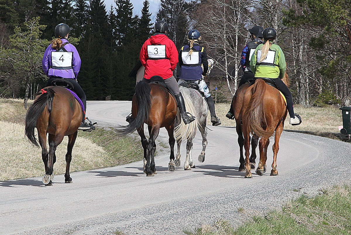 Ny seger för Nite Flyte ox - Ridsport