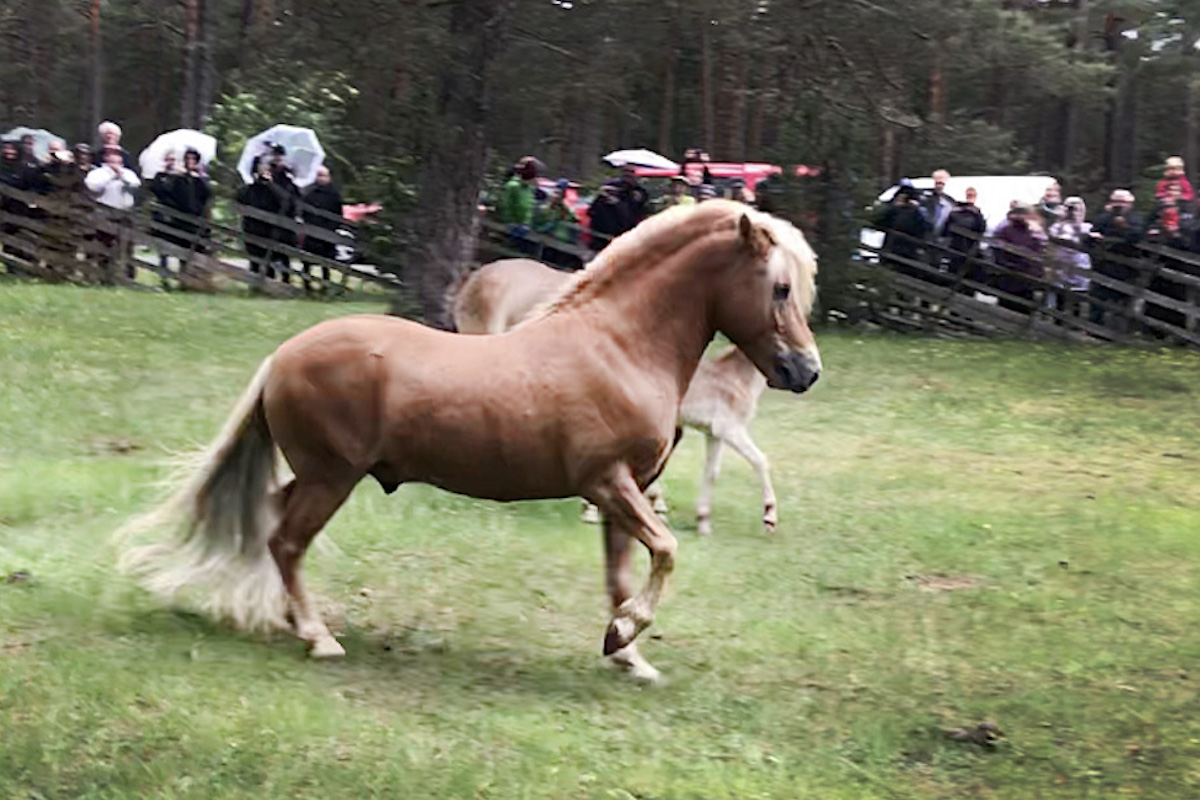 Clip tillbaka på Lojsta hed - Ridsport