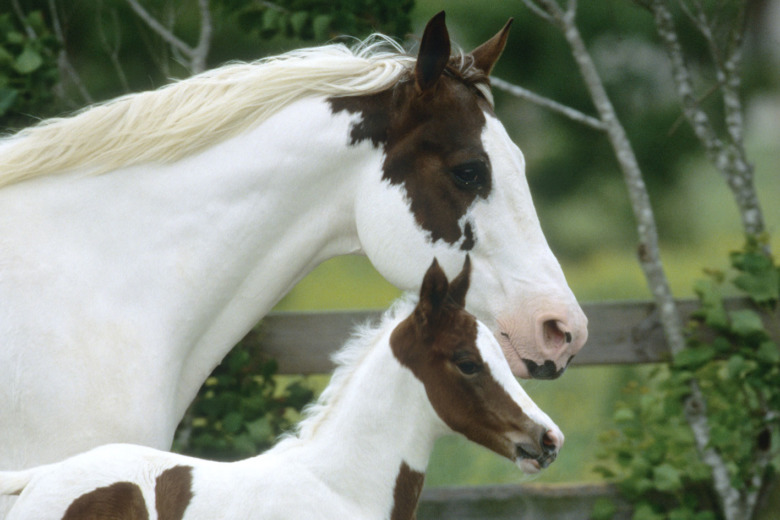 Overo Lethal White Syndrome