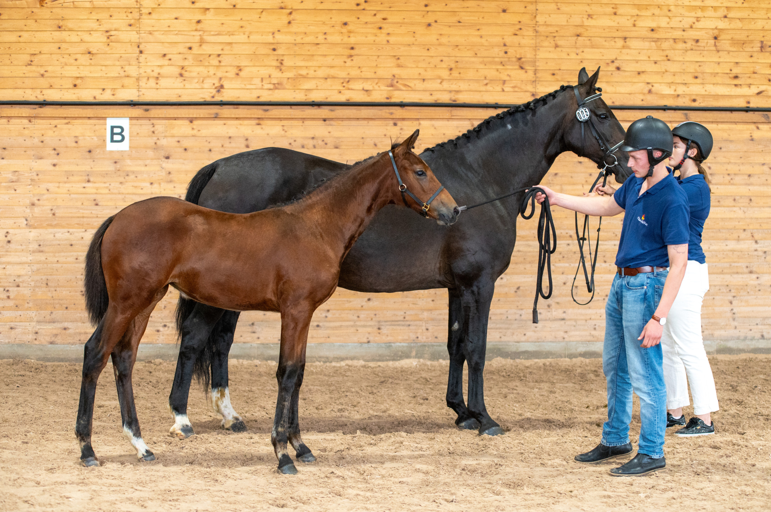 King Olymbrio och Cristallo fäder till toppfölen - Ridsport