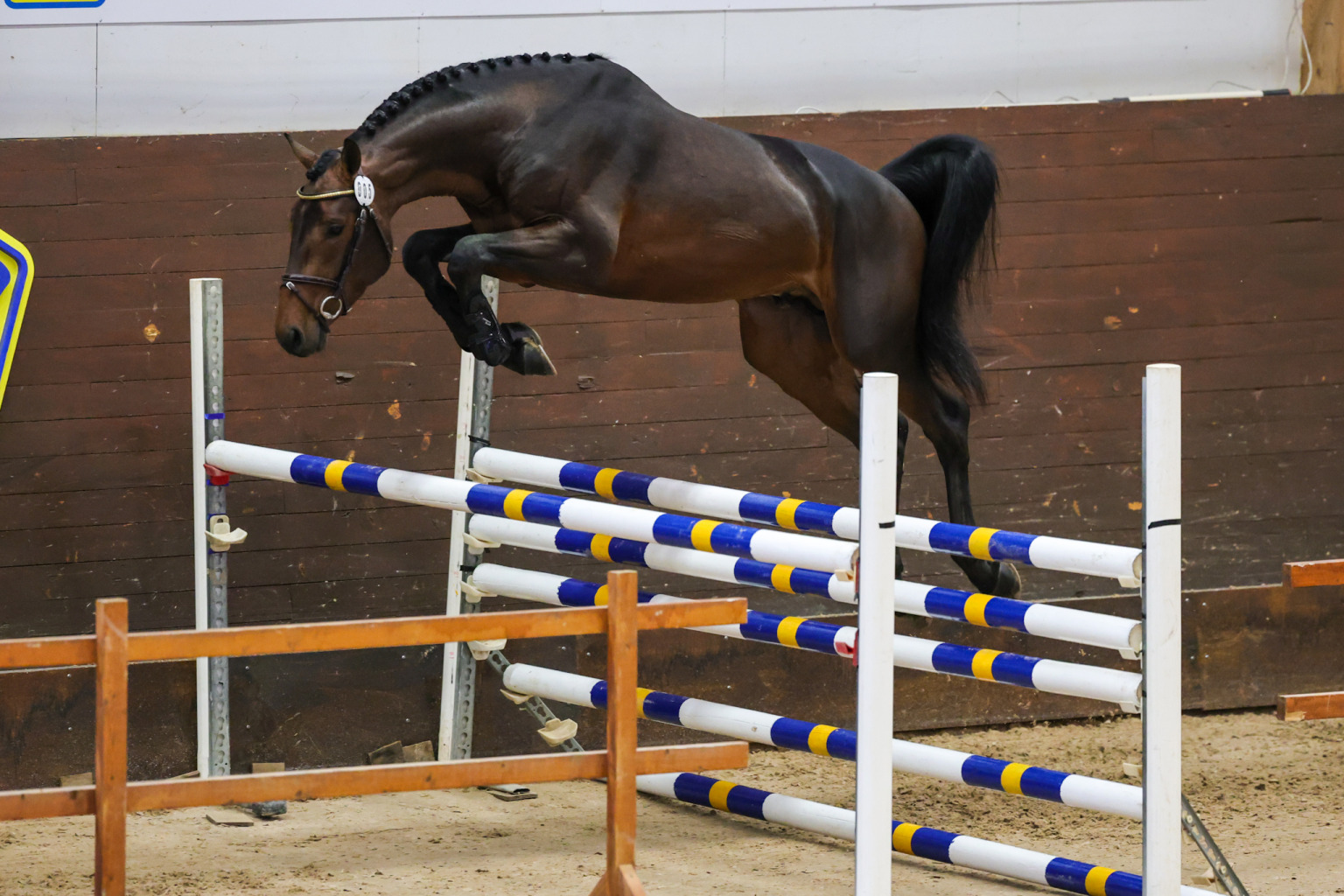 Första chansen att glänsa för 3-åriga hopphingstar - Ridsport