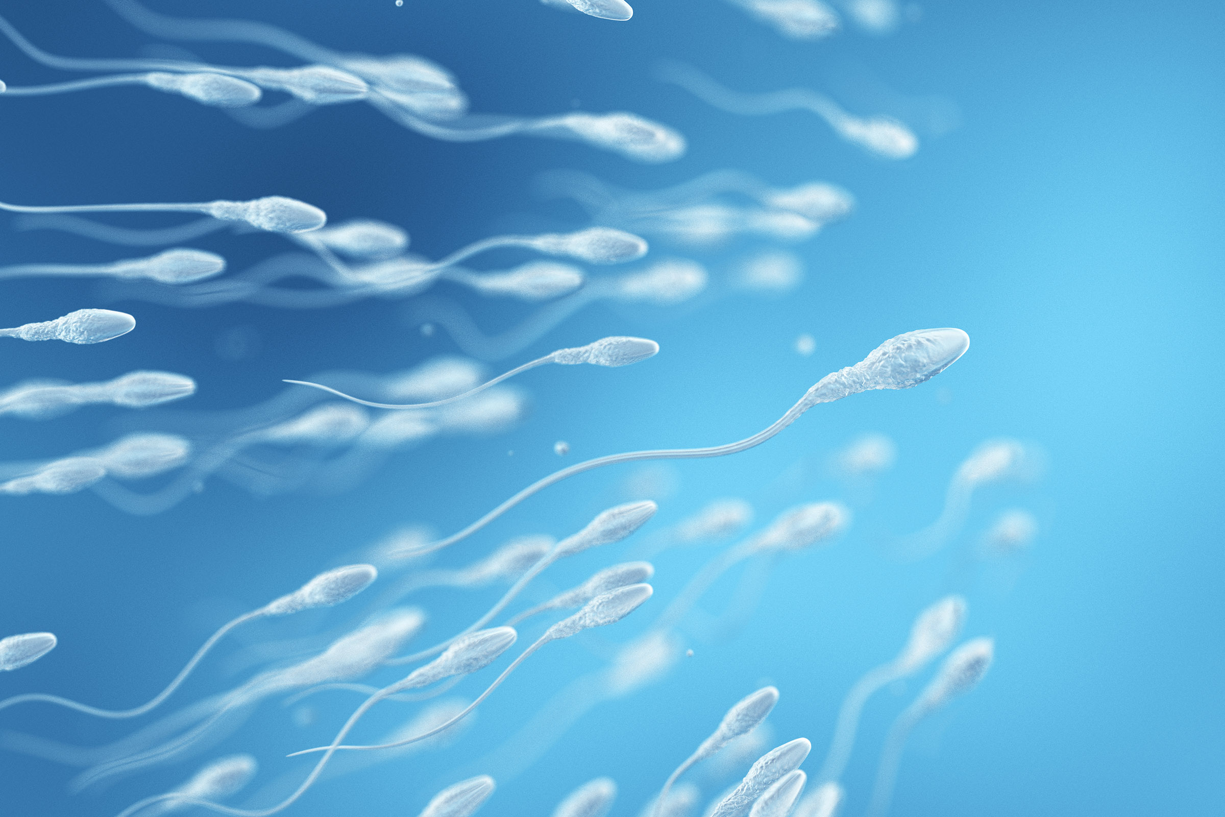 Åtta saker som påverkar hingstens fertilitet - Ridsport