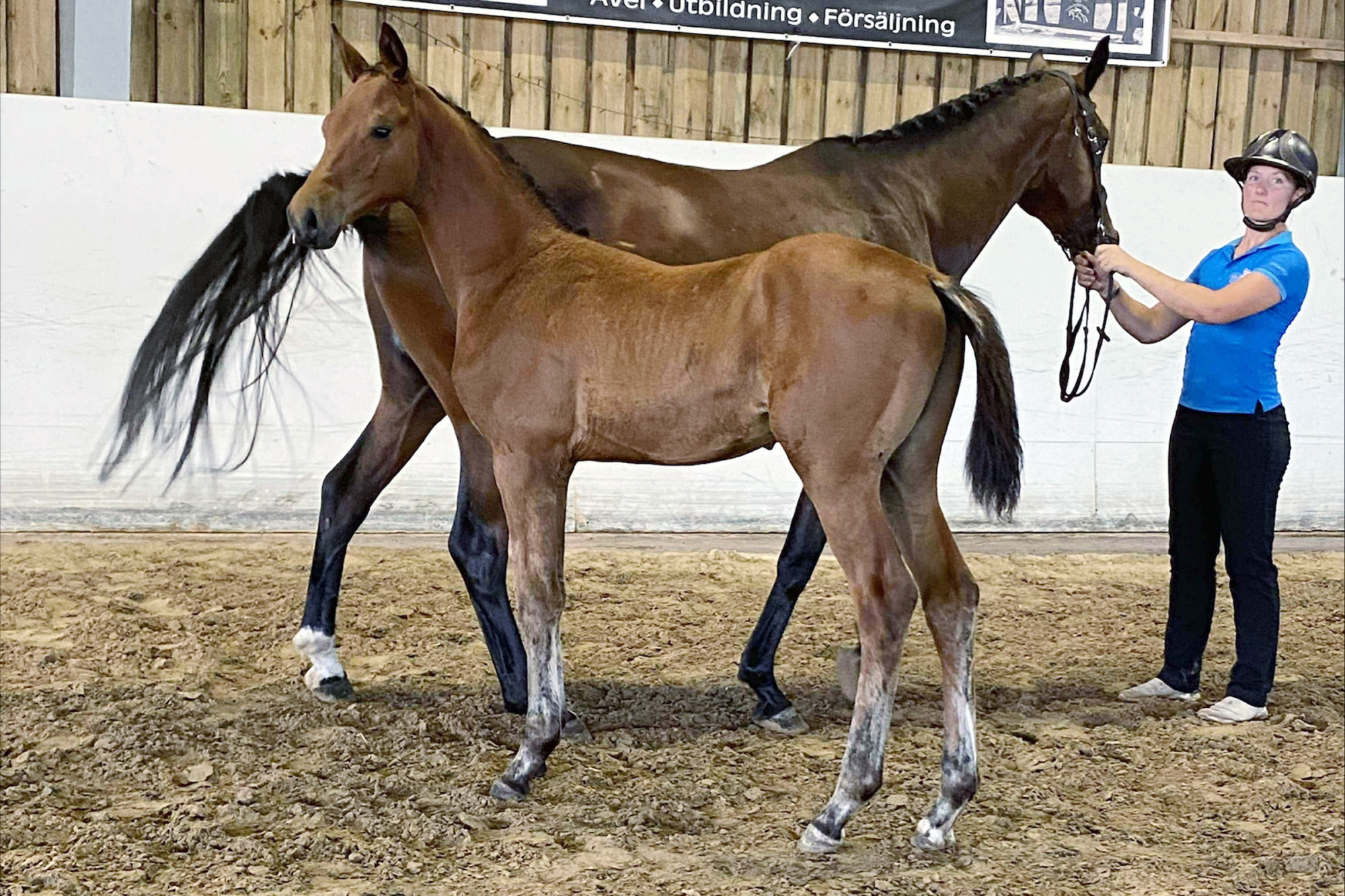 Många hoppföl från HSO Stables i Norra Skåne - Ridsport