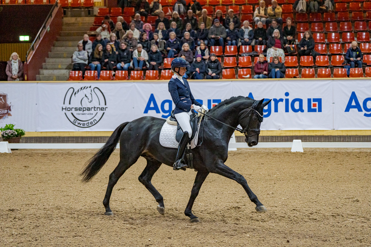 Finalfältet klart för 4- och 5-åringar - Ridsport