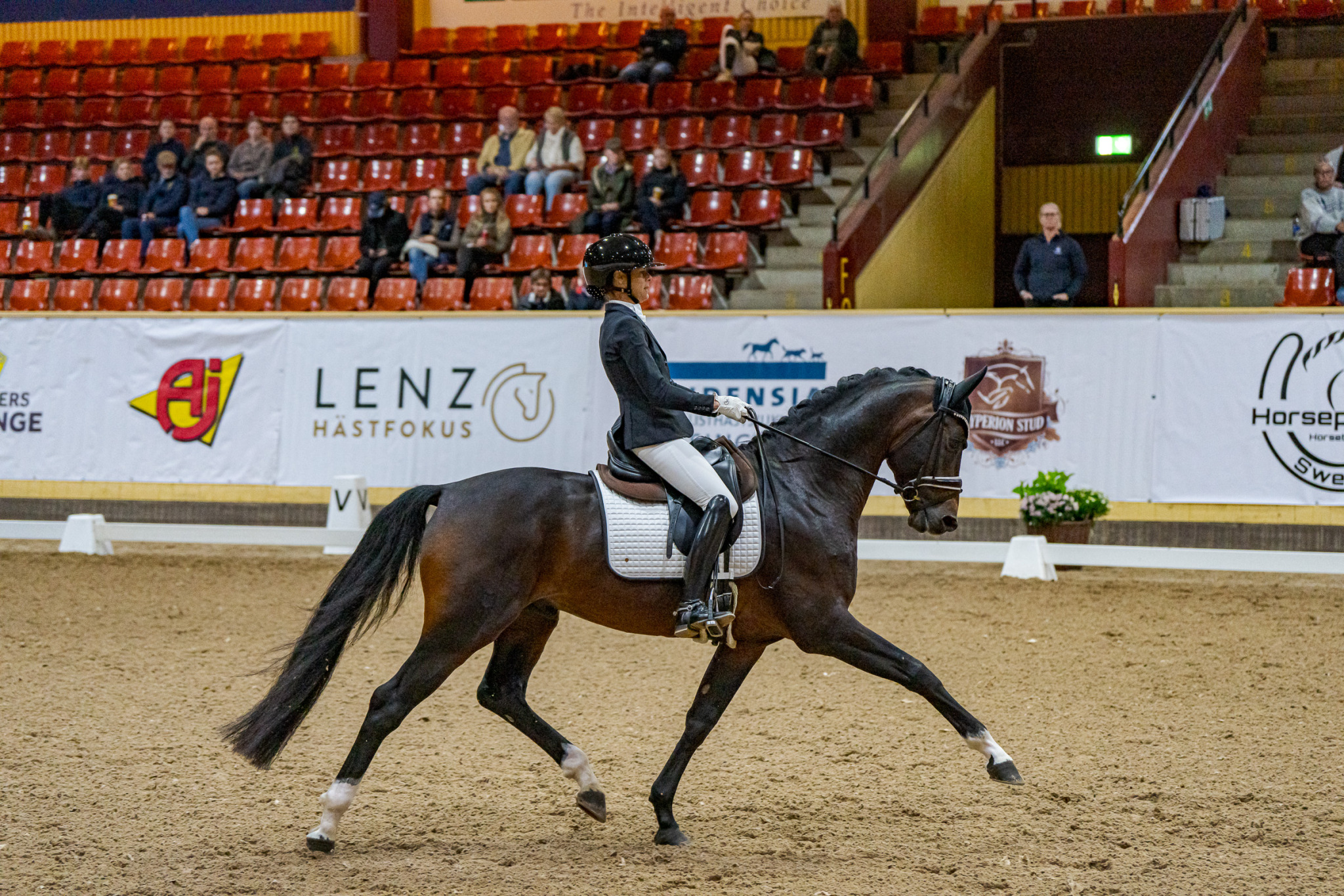 Finalfältet klart för 4- och 5-åringar - Ridsport