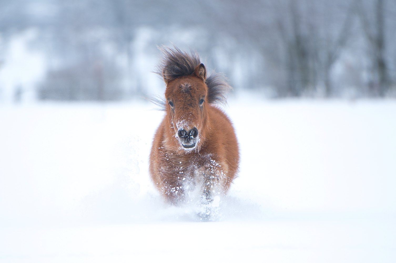 Veterinärbloggen: Vad är egentligen en kolikkänning? - Ridsport