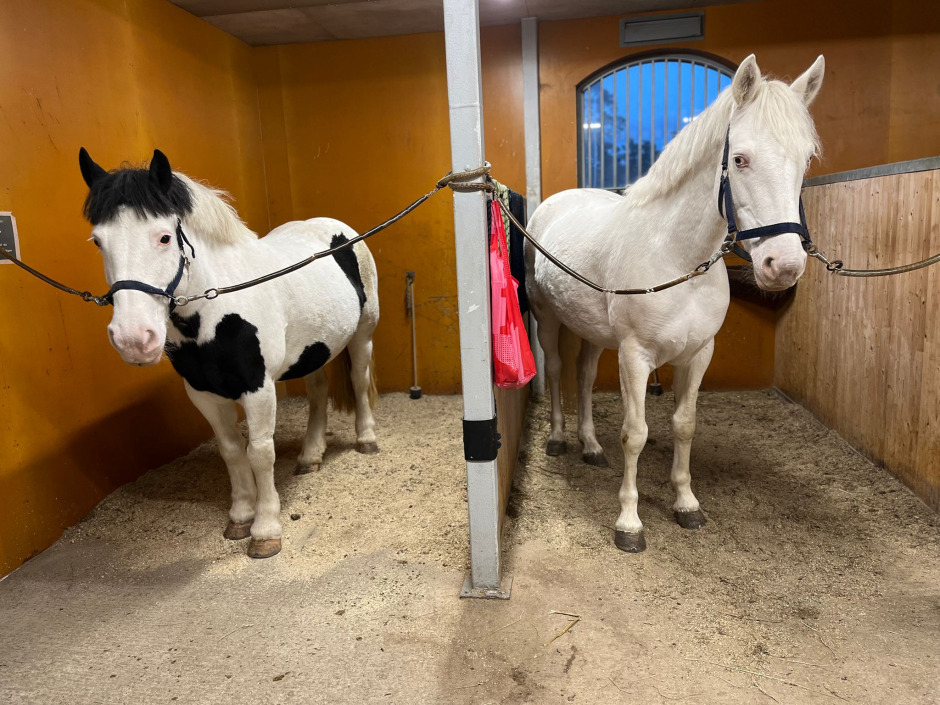 Åkte på hältutredning – kom hem med dräktig ridskoleponny - Ridsport