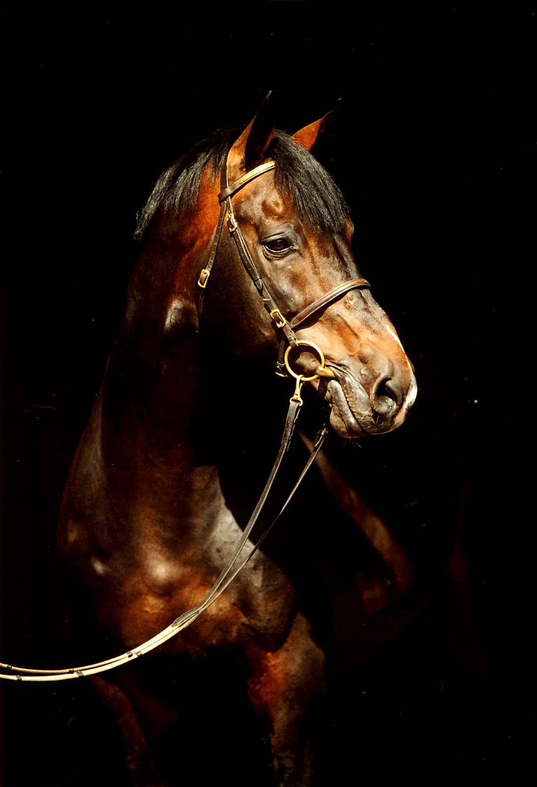 Contender blev en legend - Ridsport