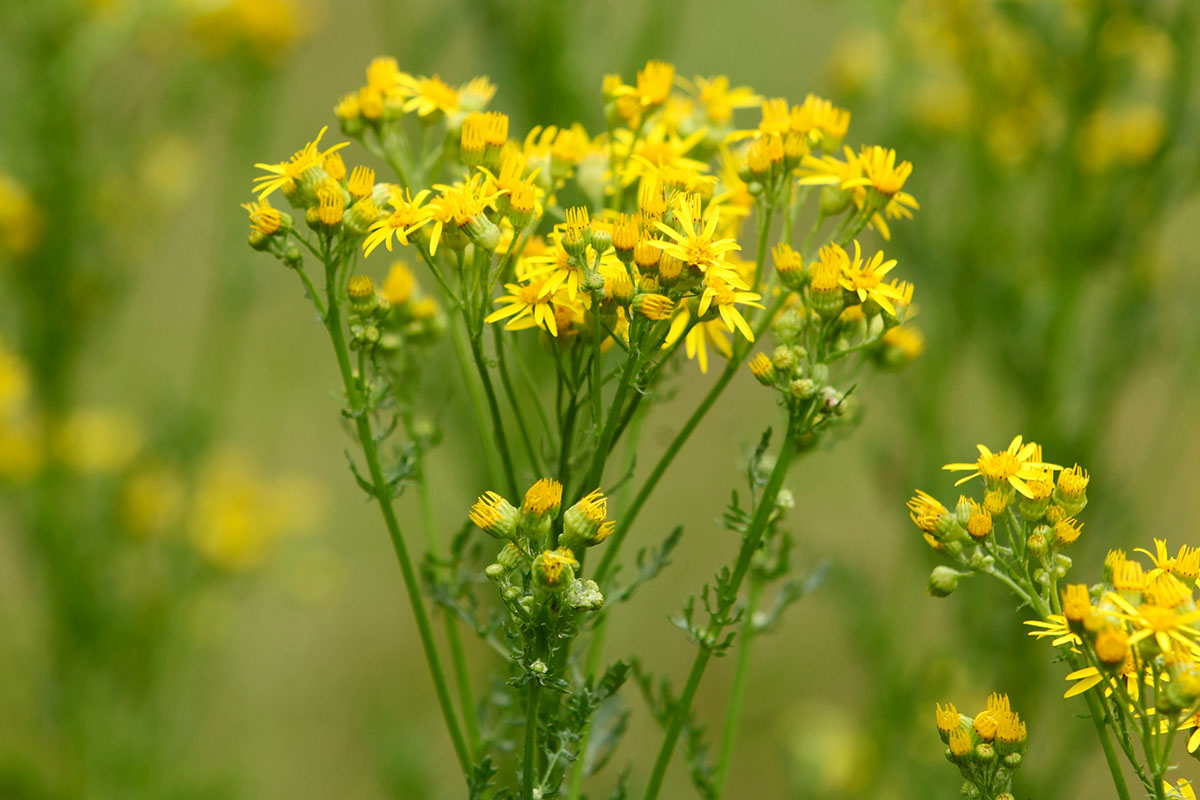 Se upp för giftiga gula blommor - Ridsport